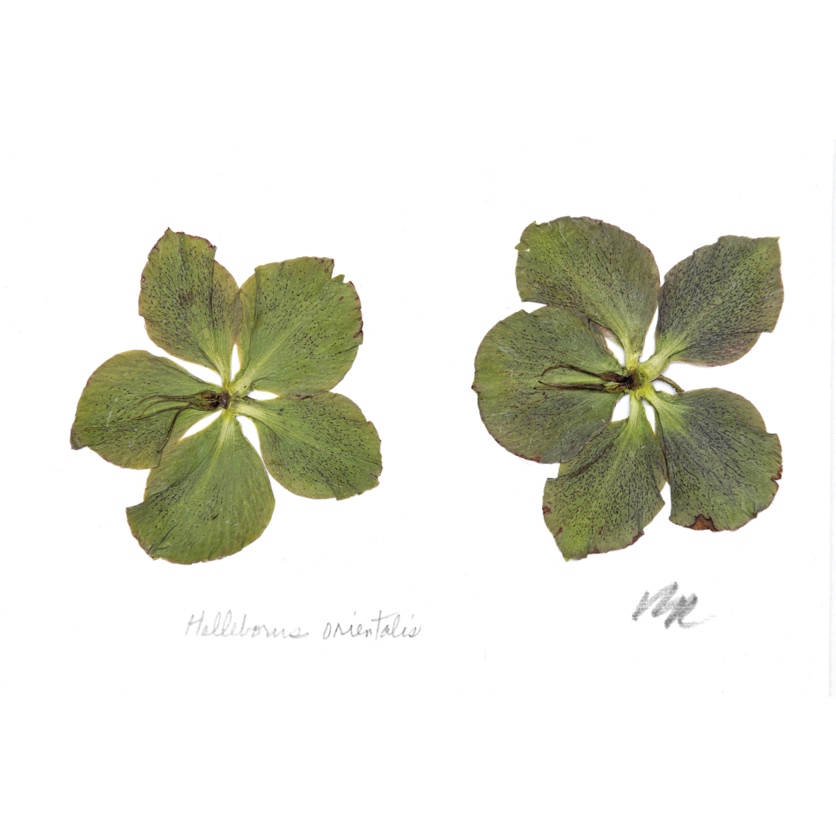 Roiann Ridley Art | botanical art designs