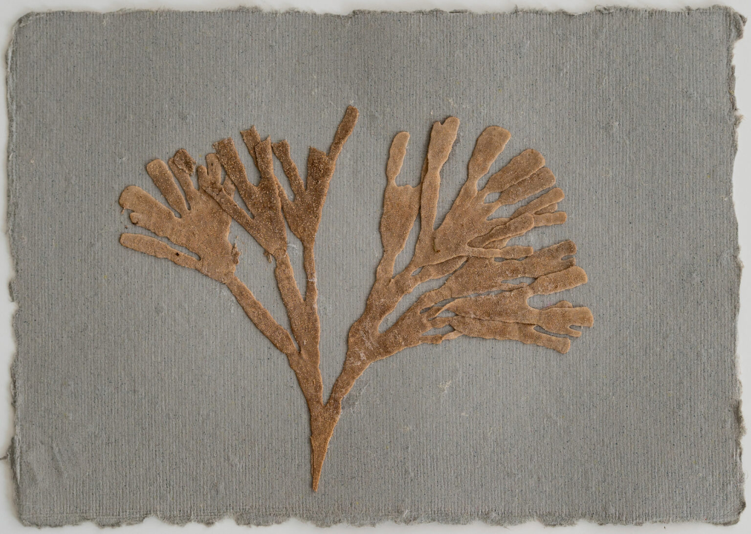 Flustra Foliacea—seaweed - Roiann Ridley Art